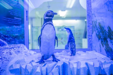 Museo del mar | Fundación para el desarrollo universitario